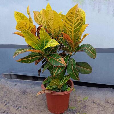 变叶木盆栽七网00147红变色木物室内外大叶植绿植阳台绿带化围栏