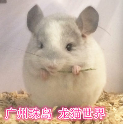 3个月大  A级  美国种猫后代 银斑MM 一枚 广州龙猫实体店