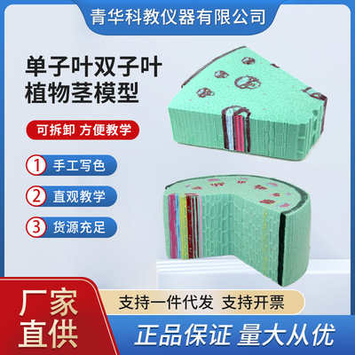 青华子叶植物茎模型初中中生物一起教学展示科教仪器