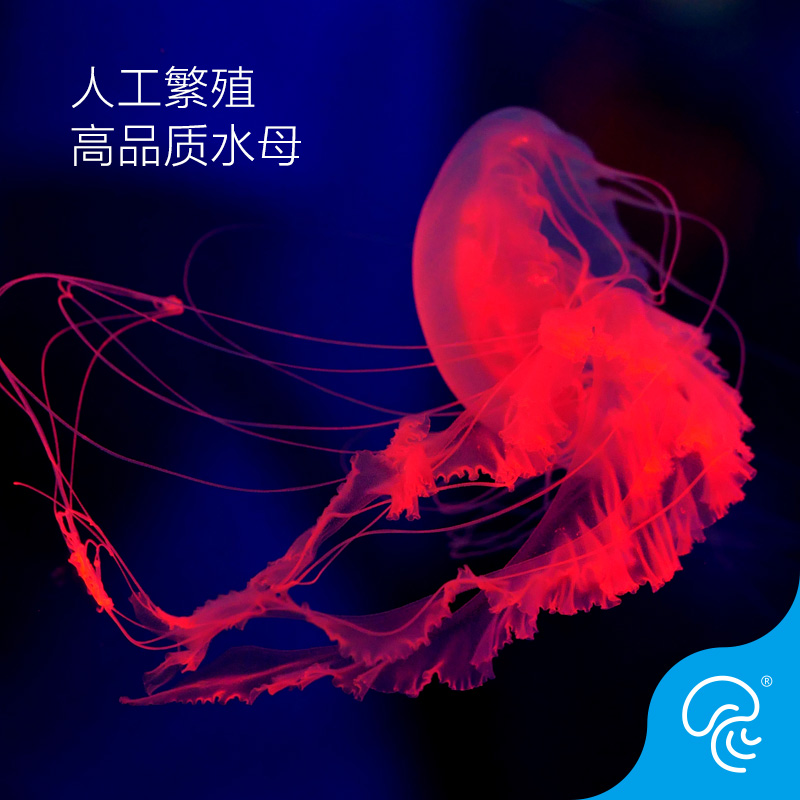 大西洋海刺水母活体观赏宠物活水母梦幻神奇彩色透明海水观赏鱼_虎窝淘