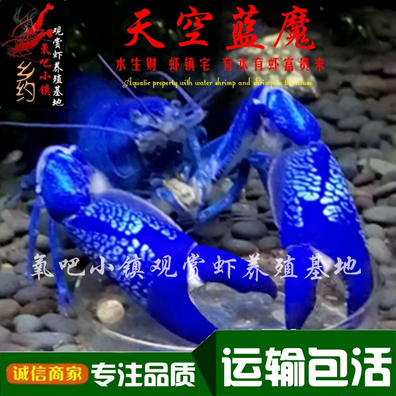 天空蓝魔虾鳌虾观赏虾淡水小龙虾水族大型宠物虾人工纯血蓝色螯虾_虎窝淘