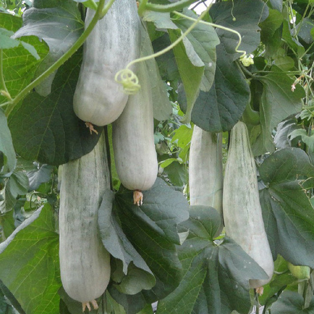 Horn honey melon seeds sheep, crispy melon seed seeds, seedlings ...