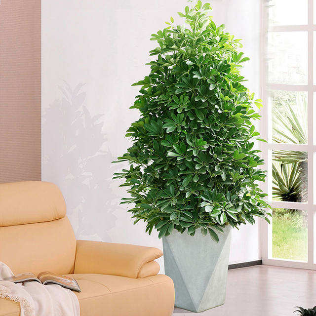 Duck foot wood, horse chestnut, fortune tree, fortune tree, goose palm ...