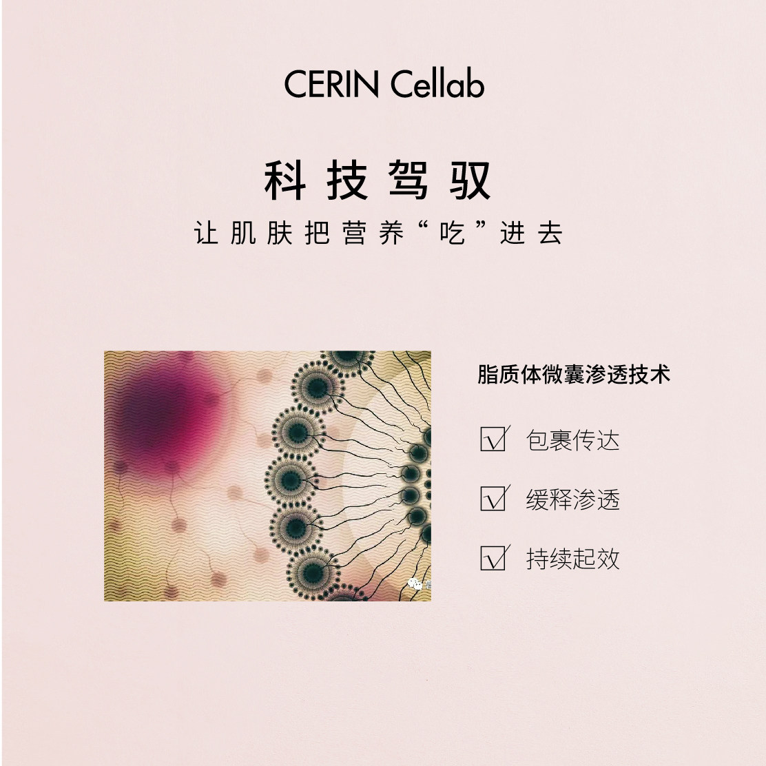 赛伶CERIN Cellab萌·紧致精华液紧致饱满弹润细腻肌肤_虎窝淘