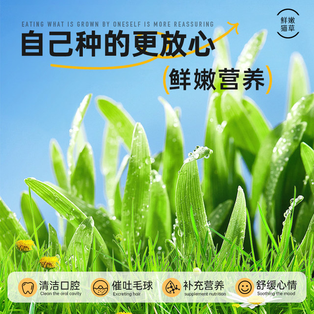 Pet Qila fresh tender cat grass soil cultivation pot planting helps to ...