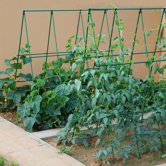 Cucumber climbing trellis, bean pole, tomato rack, growing vegetables ...