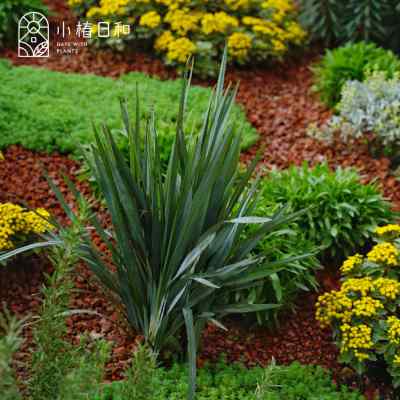 小椿日和蓝色山菅兰花叶乌托邦Dianella prunina Utopia盆栽常绿_虎窝淘