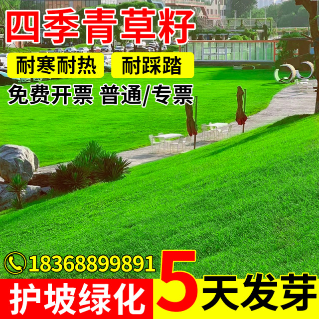 Dwarf four-season green grass seeds tall fescue ryegrass seeds slope ...