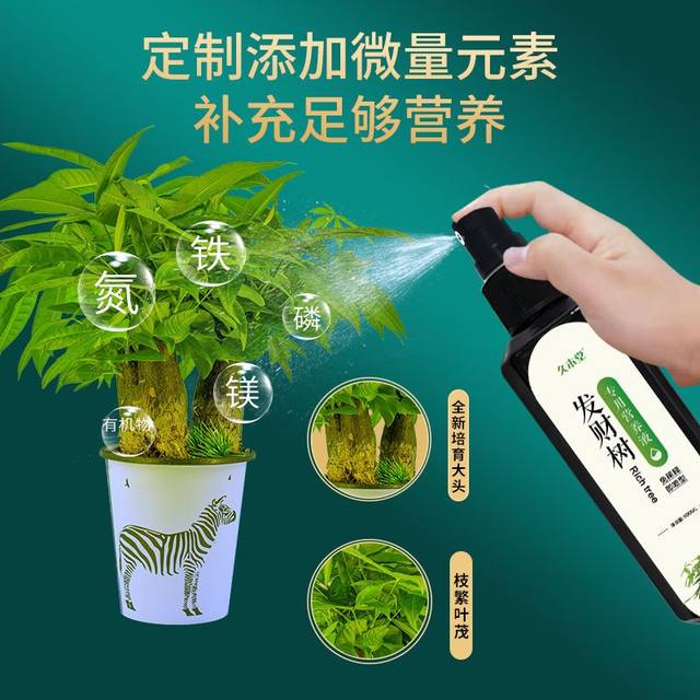 Money tree nutrient solution is specially designed to treat yellow ...