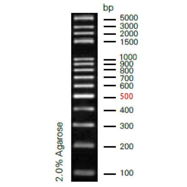 现货索莱宝Solarbio 100bp plus DNA Ladder 50T 100T M1300核酸marker科研实验_虎窝淘