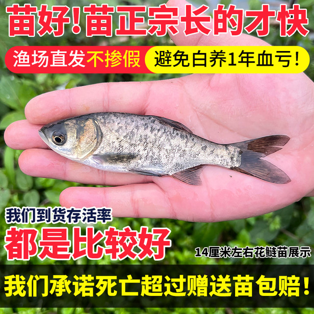 Flower catfish seedlings Fat head fish big fish seedlings white catfish ...