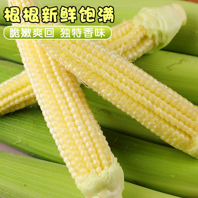 Fresh sweet corn bamboo shoots 9jin [Jin is equal to 0.5 kg] mini small ...