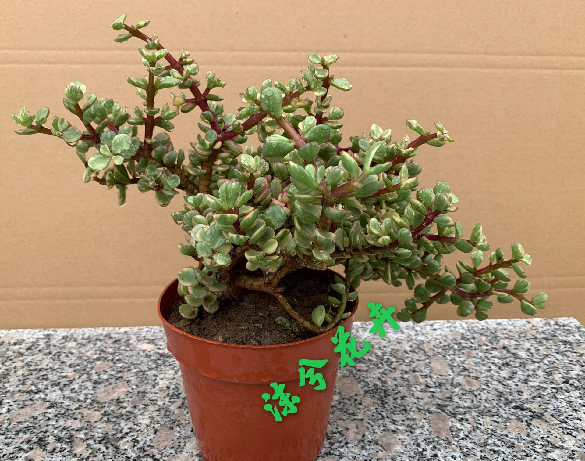 多肉老桩金枝玉叶雅乐之舞玉树马齿苋盆栽防辐射吸甲醛绿植包邮_虎窝淘