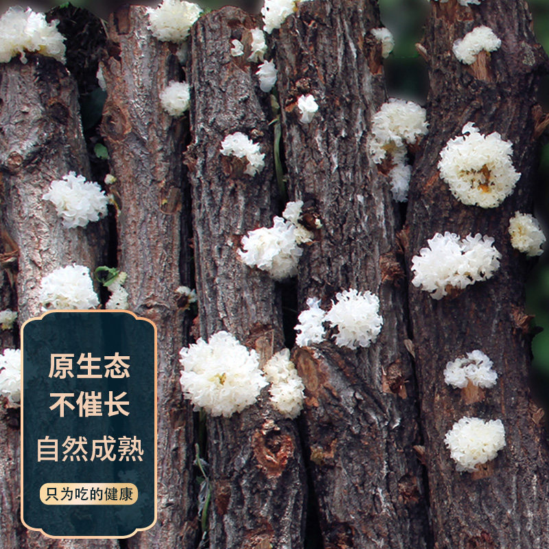 【老品种椴木银耳】四川天然白木耳干货野生通江糯雪耳100g大朵_虎窝淘