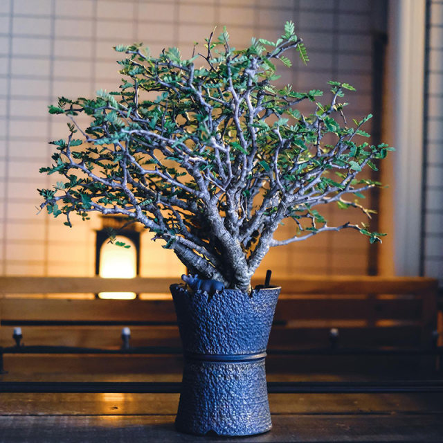 Plants, Senna meridionalis, one-piece, one-piece, real-life green root ...