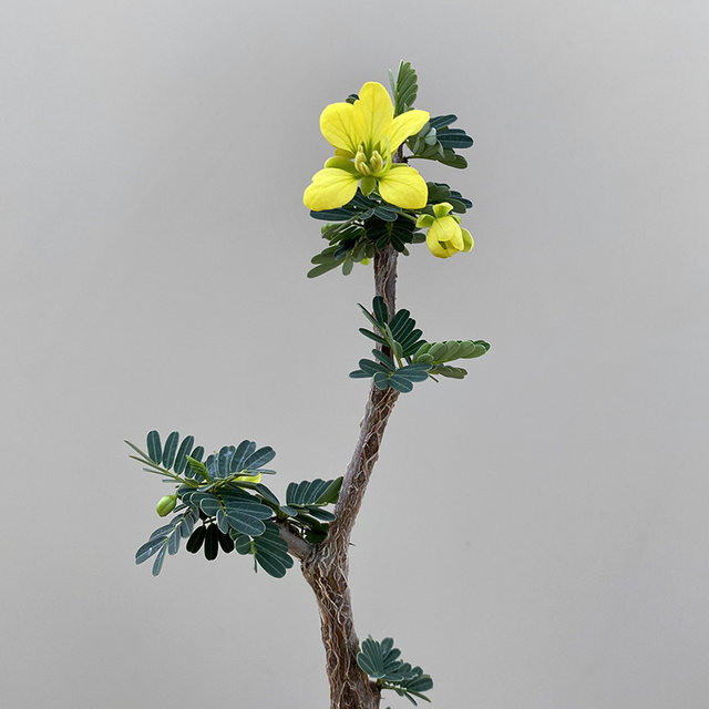 Plants, Senna meridionalis, one-piece, one-piece, real-life green root ...