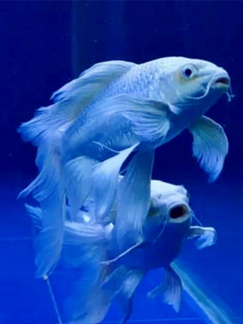 Taiwan butterfly carp live white gold cold water ornamental fish ...