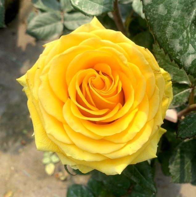 Scottish butter rose rose cutting flower seedlings extra large cut ...
