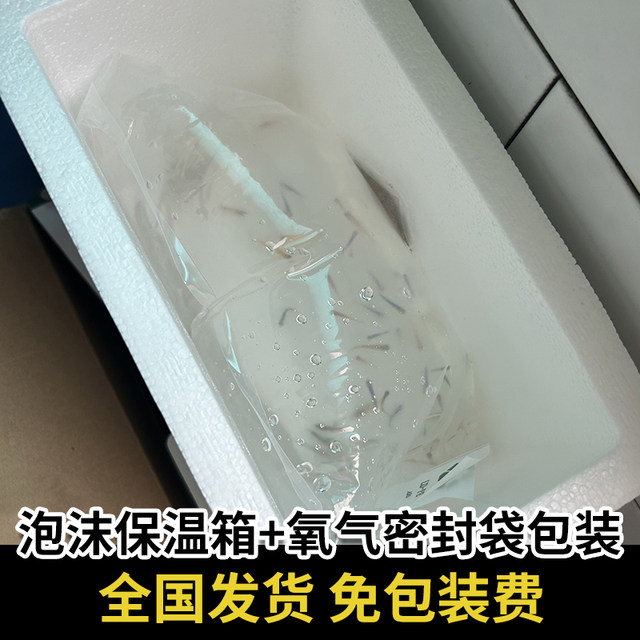 Black tail big hook black tail flag tropical fish ornamental fish and ...