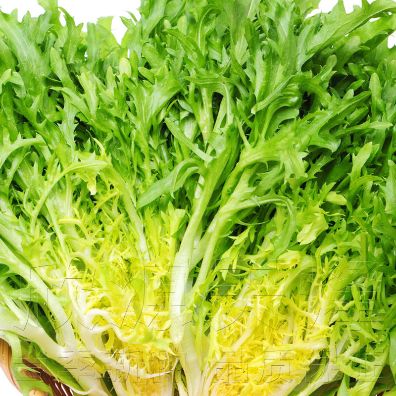 黄心细叶苦菊菜种籽碎叶皇帝苦苣蔬菜种孑子四季播青生菜冬季夏季_虎窝淘