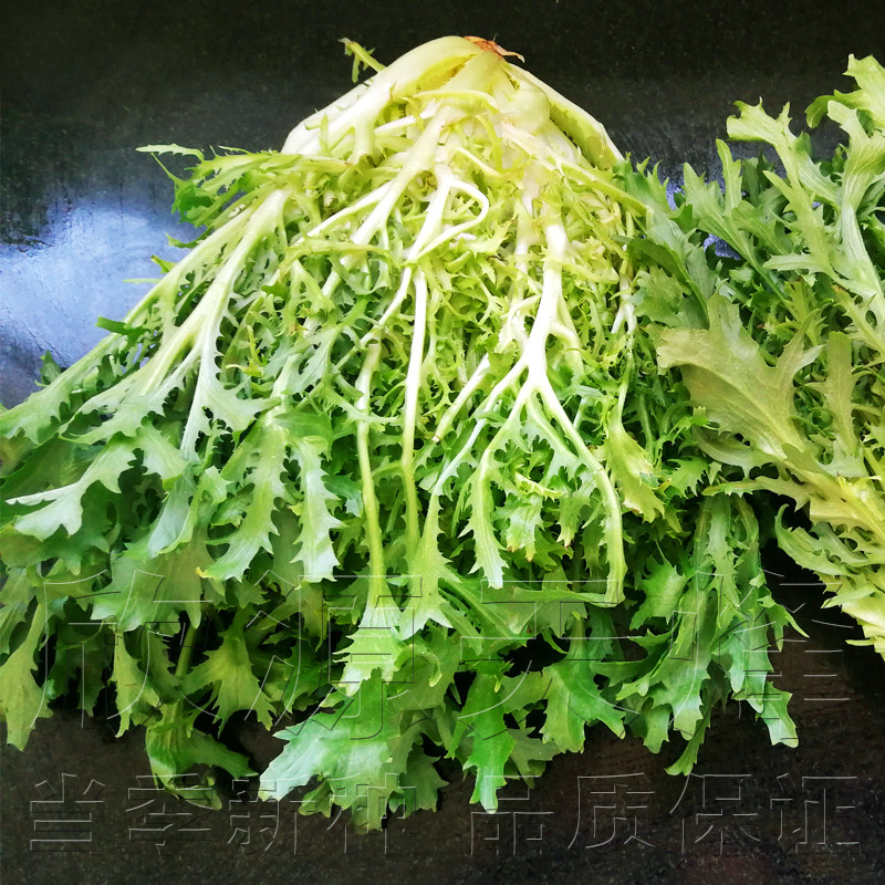 黄心细叶苦菊菜种籽碎叶皇帝苦苣蔬菜种孑子四季播青生菜冬季夏季_虎窝淘