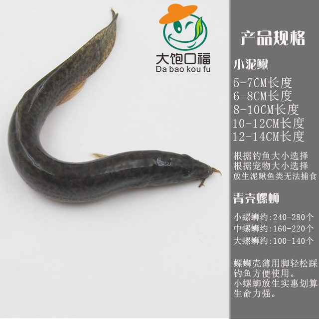 Small loach seedlings fishing round loach live fresh green loach ...