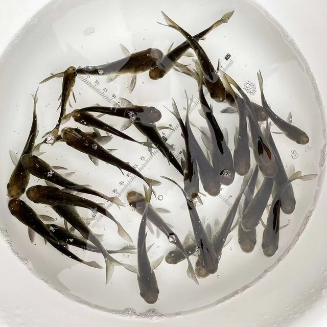 Grass carp fry, crispy anhui fry, silver carp, white silver carp, screw ...