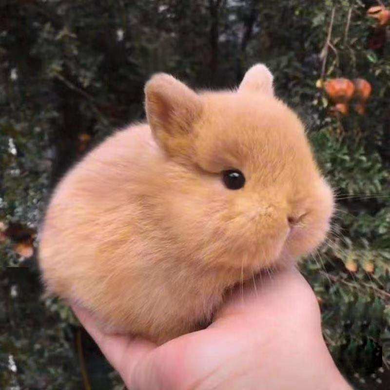 小型侏儒兔子活物迷你茶杯兔黄色海棠蓝白道奇宿舍手捧宠物兔活体_虎窝淘