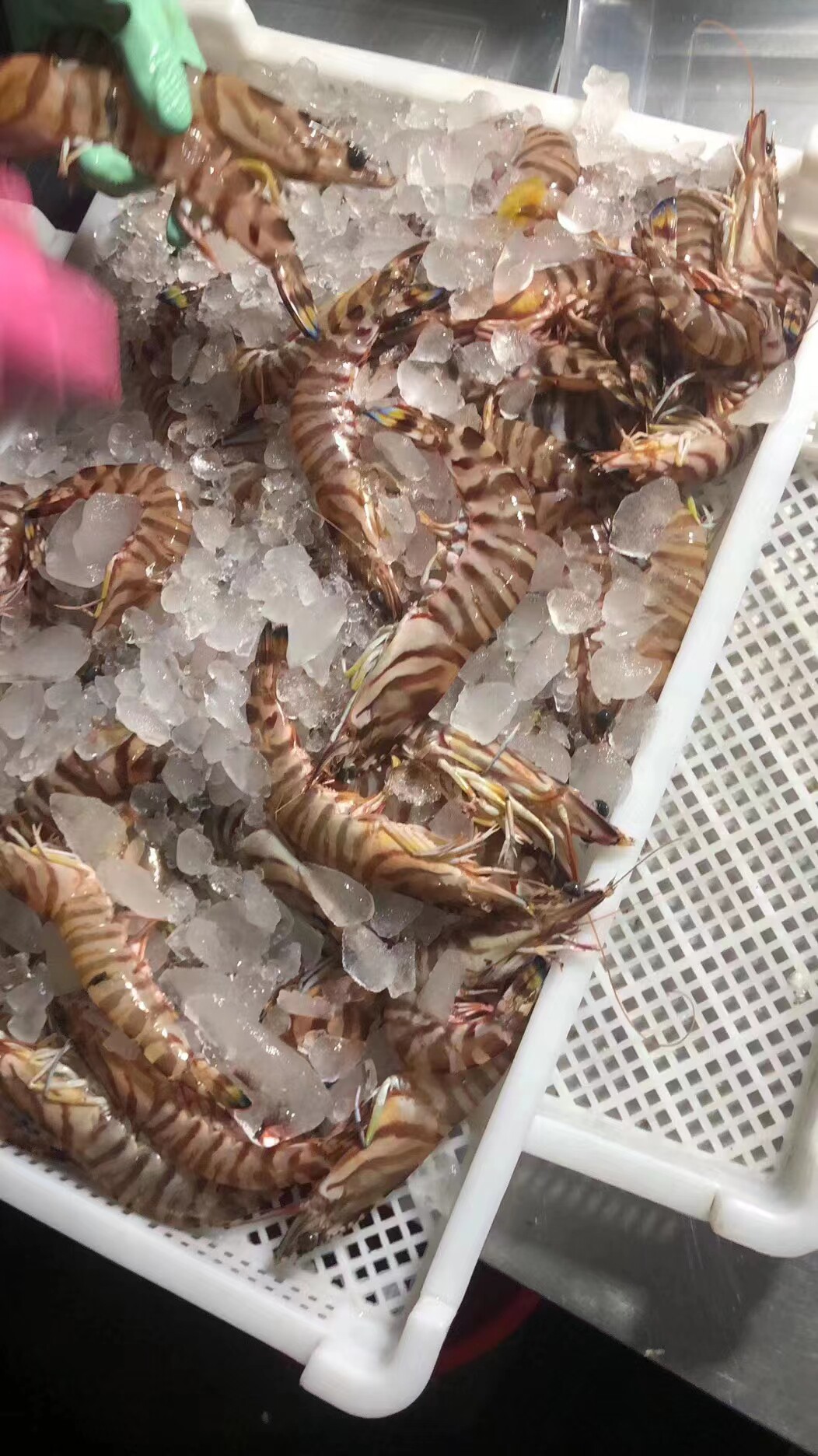 内海斑节虾，九节虾，竹节虾，鲜活速冻，顺丰包邮 虎窝淘