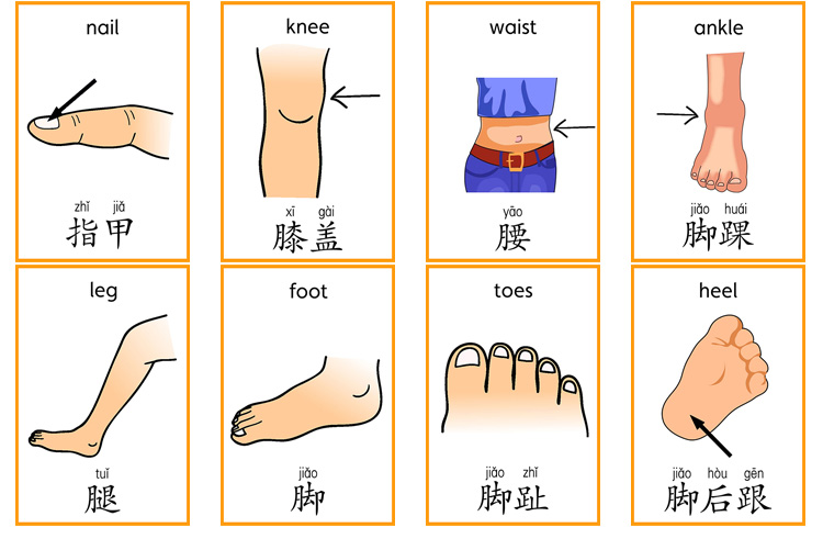 英语汉字拼音卡片身体部位闪卡幼儿园儿童单词早教认知教师教具_虎窝淘