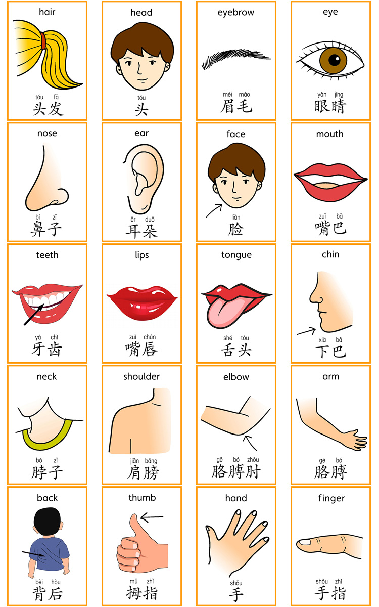 英语汉字拼音卡片身体部位闪卡幼儿园儿童单词早教认知教师教具_虎窝淘