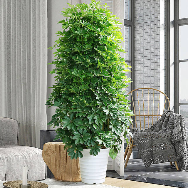 Duck foot wood, horse chestnut, fortune tree, fortune tree, goose palm ...