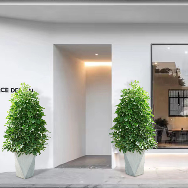 Duck foot wood, horse chestnut, fortune tree, fortune tree, goose palm ...