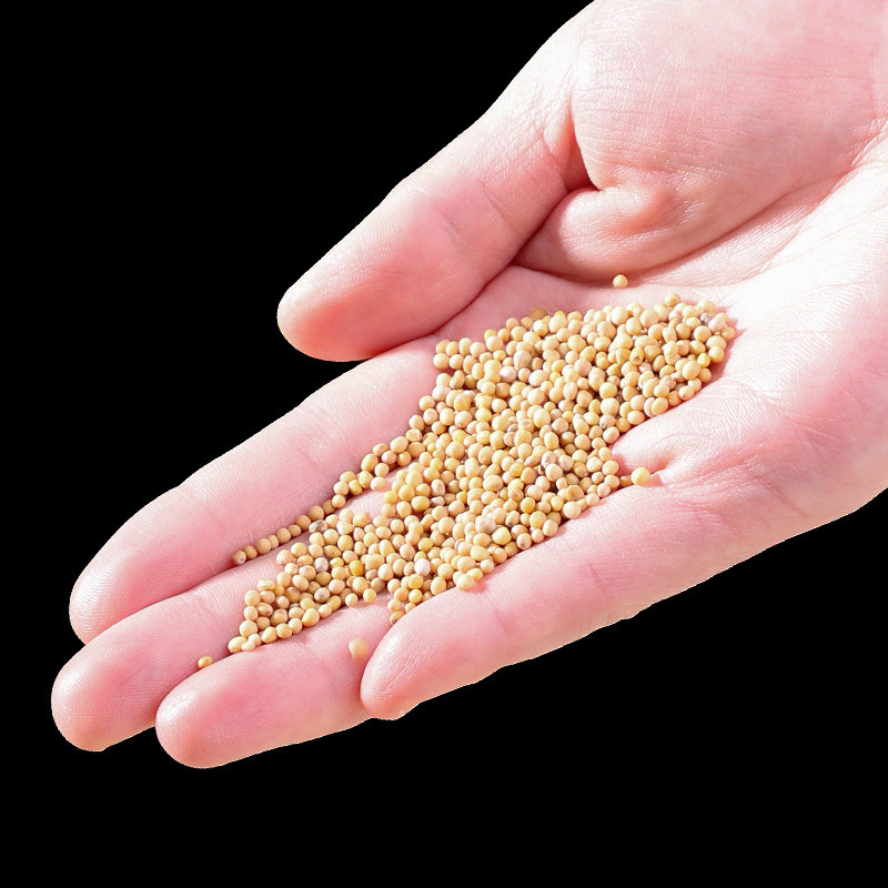 莱菔子紫苏籽白芥子中药材苏子籽中药正品非炒莱菔子粉三子养亲汤_虎窝淘