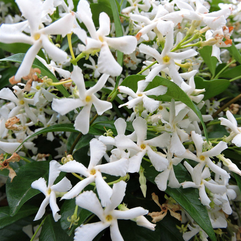 风车茉莉爬藤花卉植物络石藤苗庭院盆栽四季常青银丝茉莉藤蔓耐寒_虎窝淘