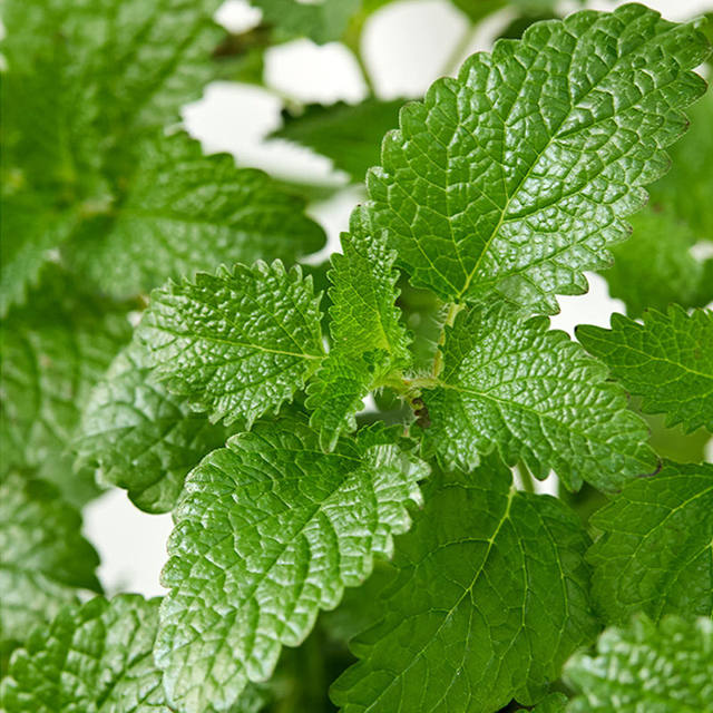 Edible mint seeds are self-sowing and easy to live in four seasons ...