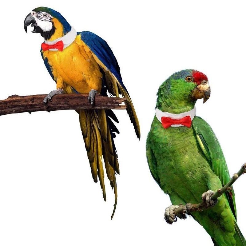 Creative new pet bird clothes handmade parrot show MOE bird_虎窝淘