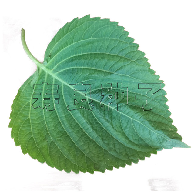 Suzi leaves seeds and seedlings double green and round fragrance Korean ...