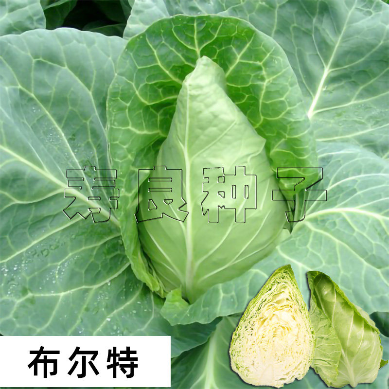 牛心甘蓝种子布尔特春丰迎春卷心菜大头菜尖包菜黄心种孑甘兰籽种_虎窝淘