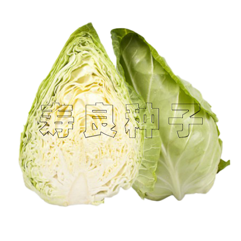 牛心甘蓝种子布尔特春丰迎春卷心菜大头菜尖包菜黄心种孑甘兰籽种_虎窝淘