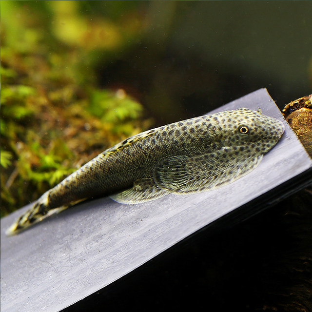 Pipa Qing Daofu double suction cello small violin climbing rocky fish ...