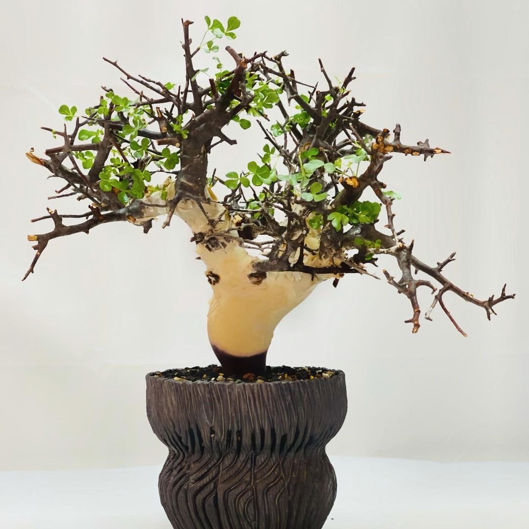 卡塔夫正白皮橄榄 Commiphora kataf块根龙哥多肉植物一物一拍_虎窝淘