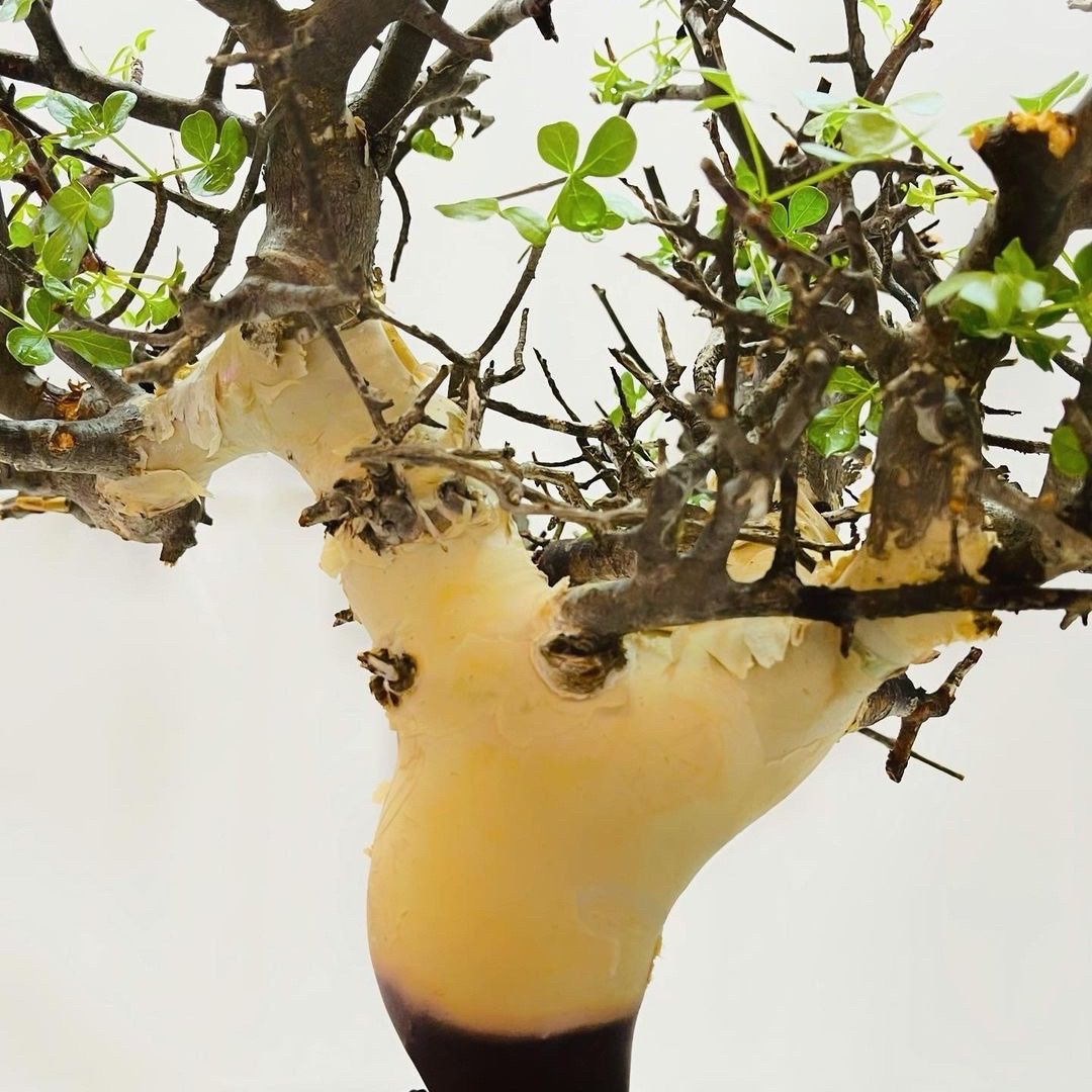 卡塔夫正白皮橄榄 Commiphora kataf块根龙哥多肉植物一物一拍_虎窝淘