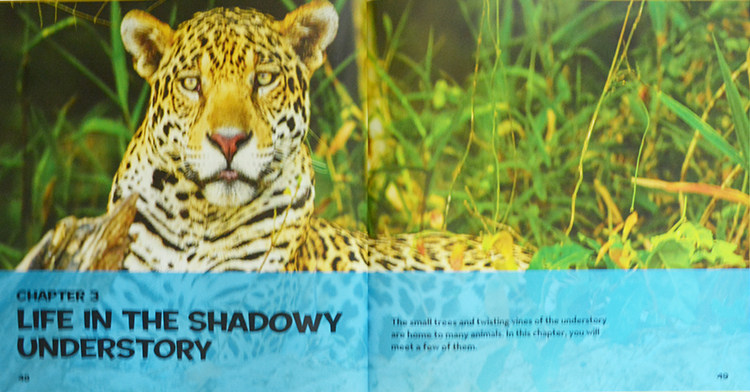 英文原版 National Geographic Little Kids First Big Book of the Rain Forest ...