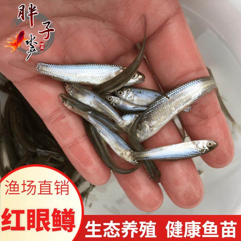 赤眼鳟鱼苗好养吗,赤眼鱼什么养,赤眼鳟为何这么贵(第11页)_大山谷图库