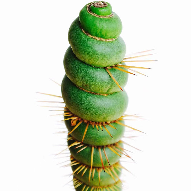 植物员外绿竹一物一拍竹节型仙人球仙人柱多肉植物组合盆栽_虎窝淘