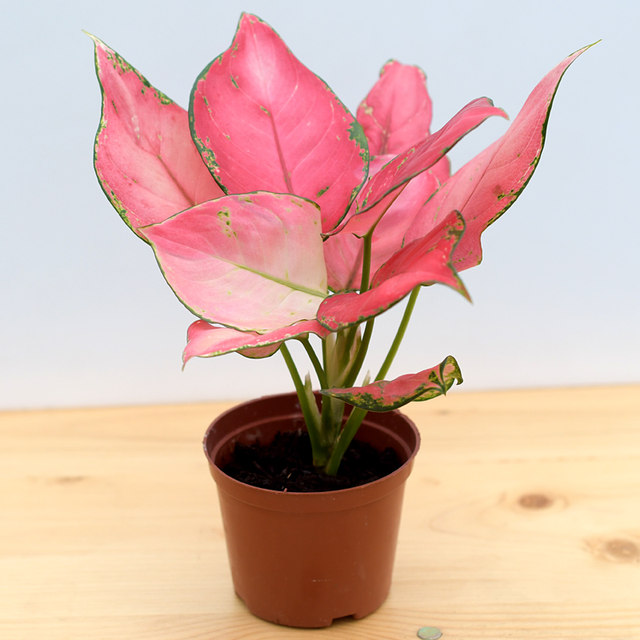 Ruyi Queen Flower Potted Geely Red Ten Thousand Years Red Fire Plant ...