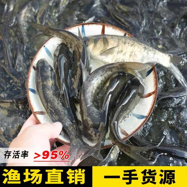 Silver carp fry freshwater culture edible live fish fat head extra ...