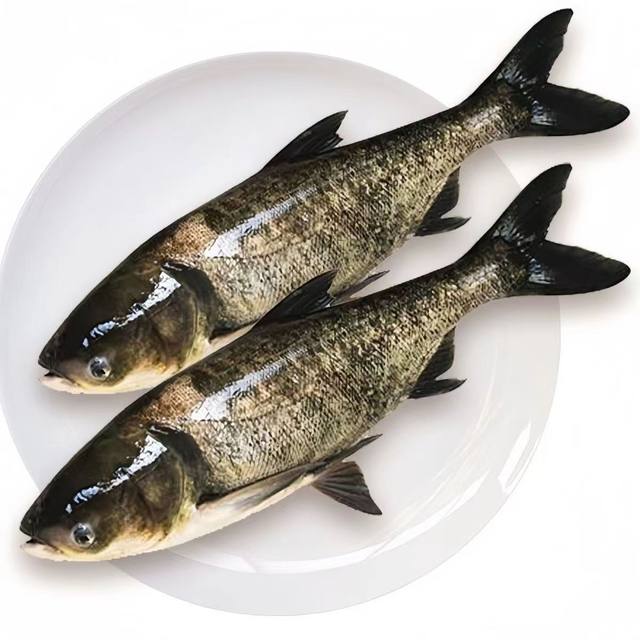 Silver carp fry freshwater culture edible live fish fat head extra ...