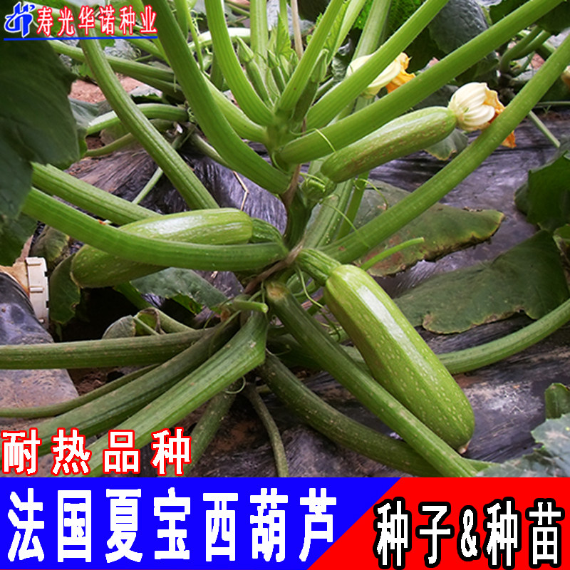 进口法国夏宝西葫芦种子高产耐热绿瓜条茭瓜角瓜白瓜小瓜笋瓜四季_虎窝淘